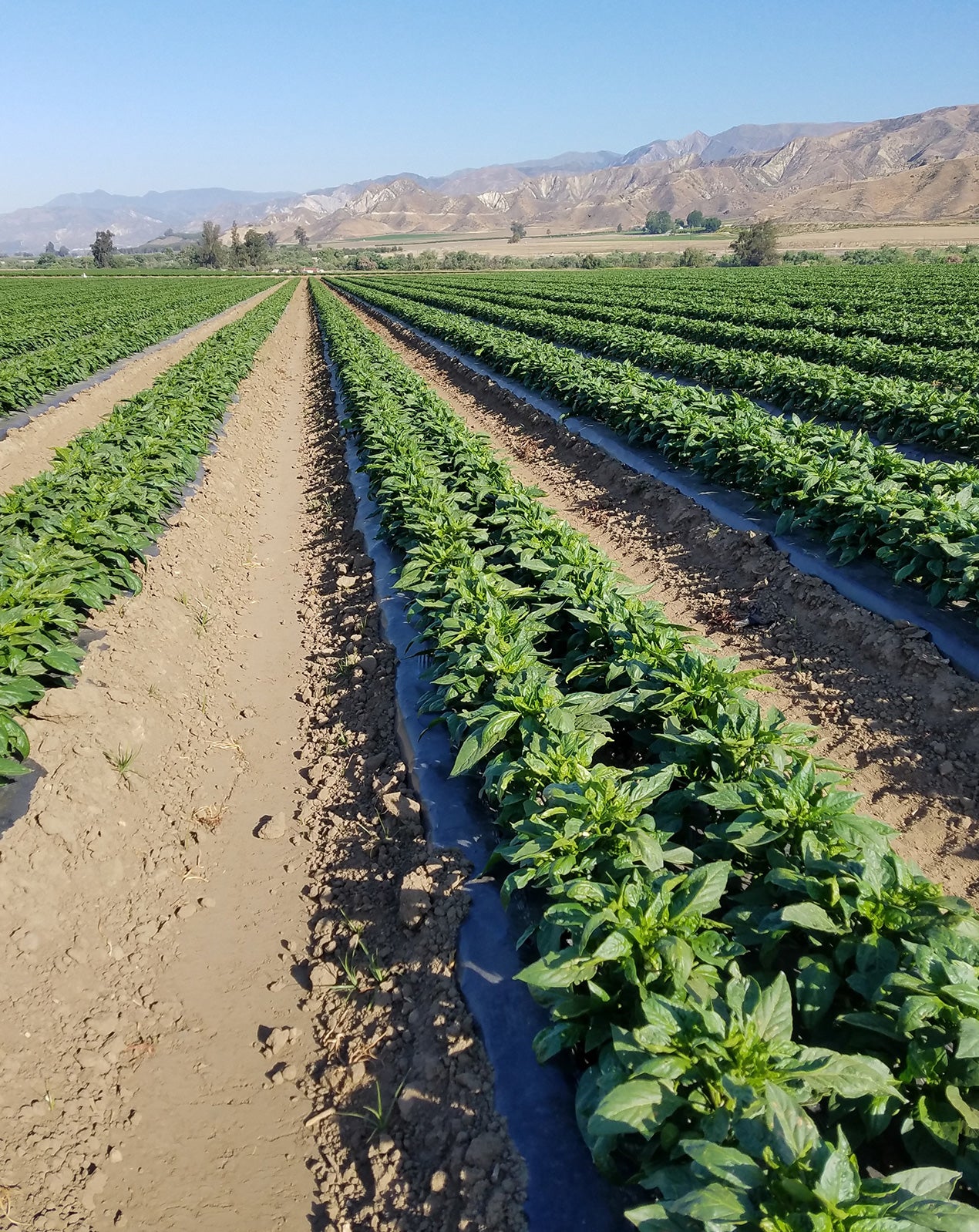 Prime Time International – Growing Greater Together – Prime Time Produce