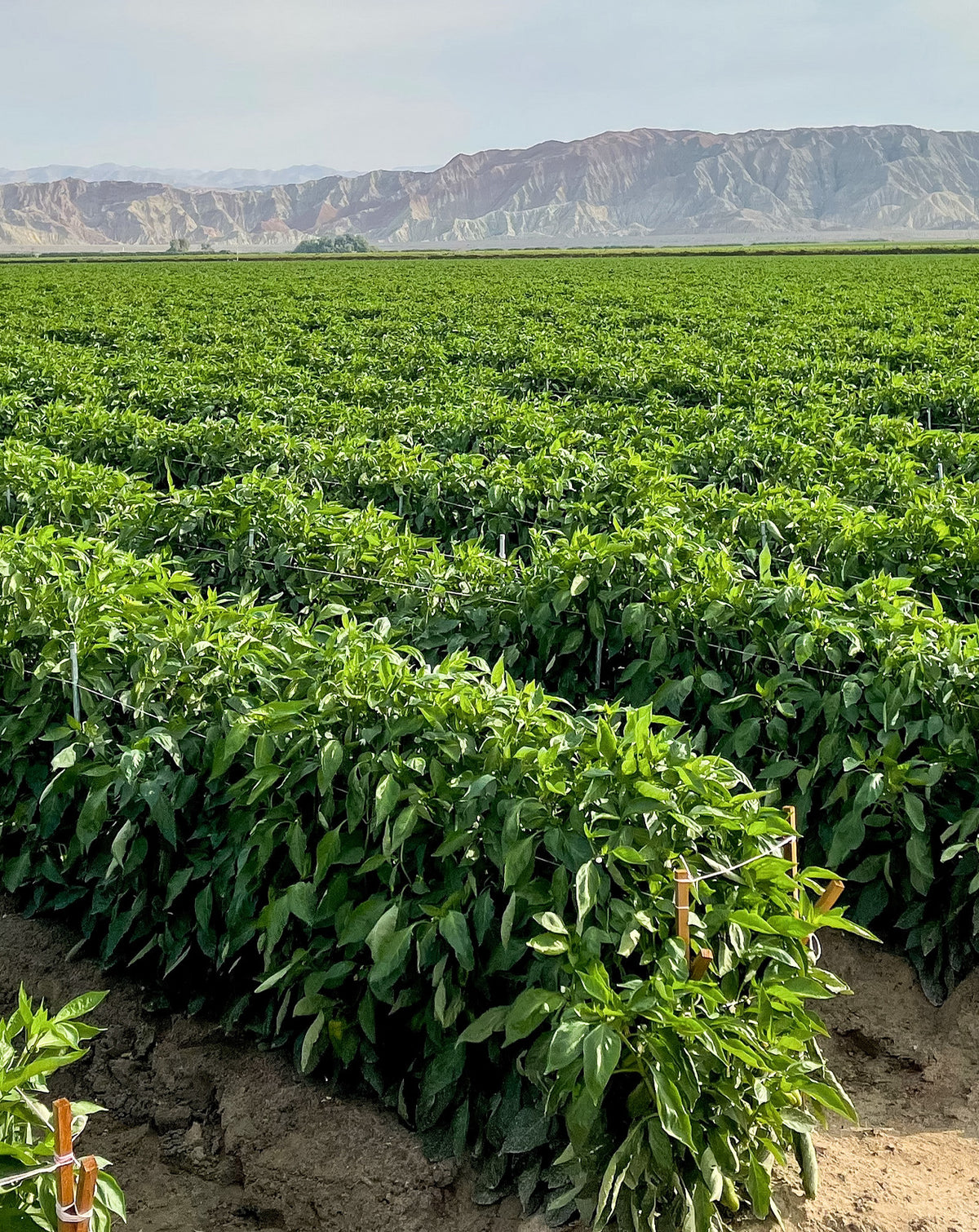 Prime Time International – Growing Greater Together – Prime Time Produce